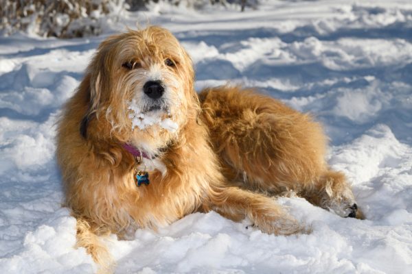 Frostbite in Dogs: Vet-Reviewed Signs, Causes & Treatment – Dogster