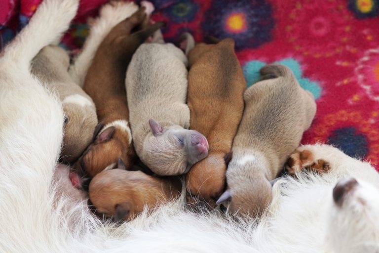 How to Help a Dog Give Birth for the First Time at Home: 11 Dog ...