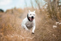How Fast Can Pitbulls Run? Factors & Uses – Dogster