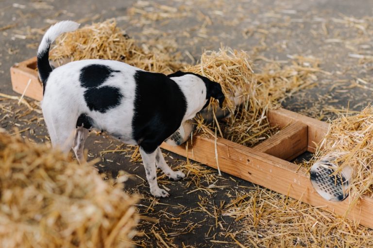 What Is a Barn Hunt for Dogs? Vet-Verified Info & FAQ – Dogster