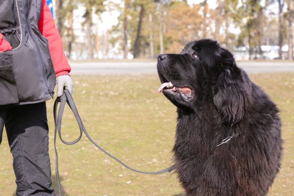 How to Train a Newfoundland Dog: 11 Vet-Recommended Tips – Dogster