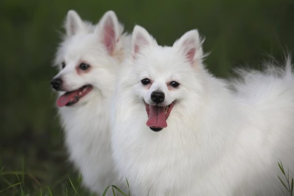 Volpino Italiano Dog Breed Info: Pictures, Temperament & Traits – Dogster