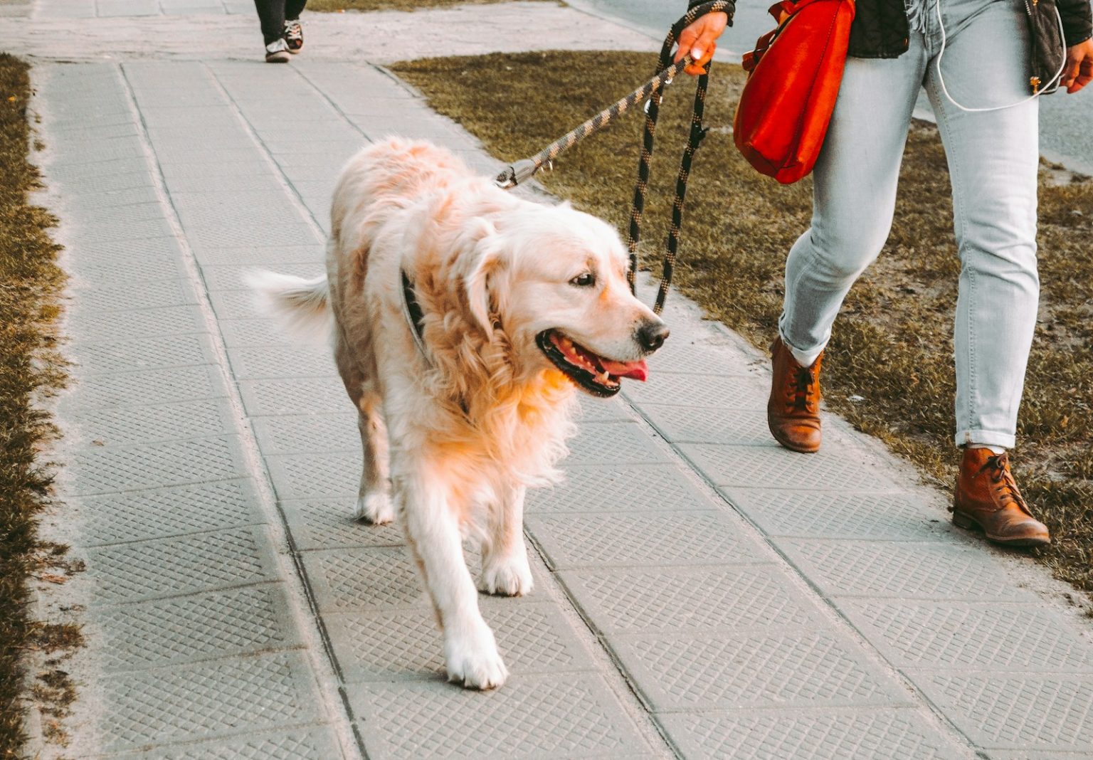 How to Stop a Dog From Pulling While Walking: 8 Vet-Approved Tips – Dogster