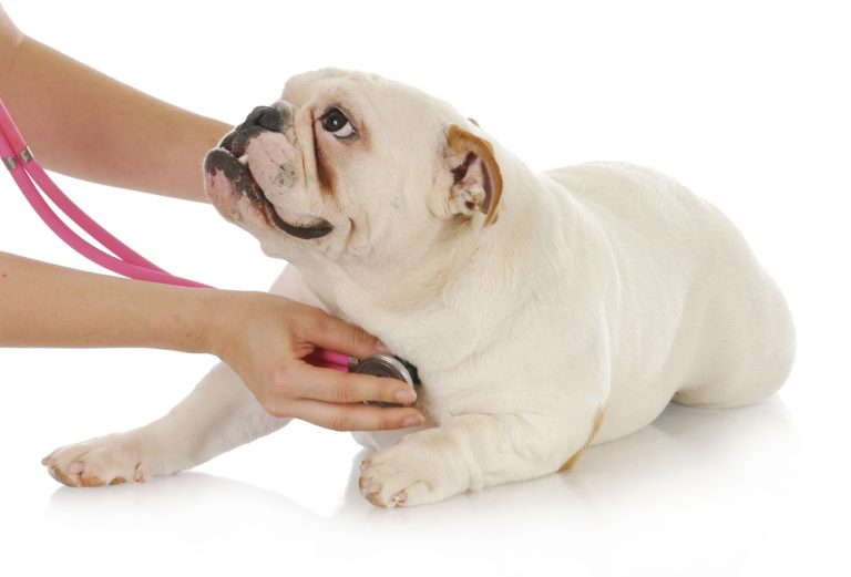 Heart Disease in Dogs: Signs, Causes & Treatments (Vet Answer) – Dogster
