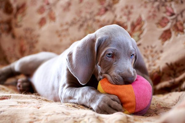 5 Incredible Weimaraner Colors & Patterns (With Pictures) – Dogster