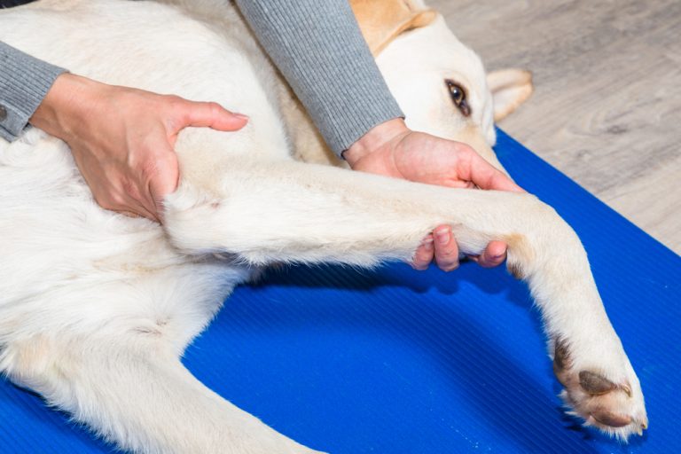 Why Do Dogs Bite Themselves? 6 Vet-Verified Reasons & Tips – Dogster