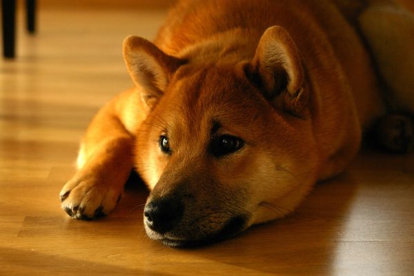 Sesame Shiba Inu: Info, Pictures, History & Origin – Dogster
