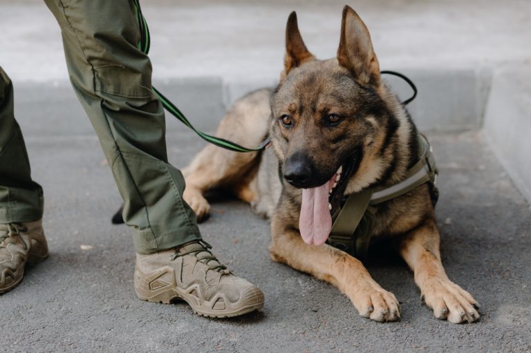 Why Are Police Dogs Called K9? History & Facts – Dogster