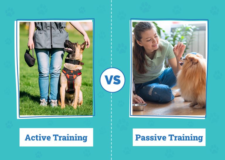 Active vs. Passive Dog Training: Vet-Approved Guide for Your Pup – Dogster