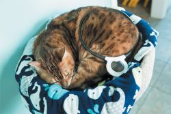 Assisi Loop for Dogs Review (2025): Pros, Cons, & Verdict – Dogster