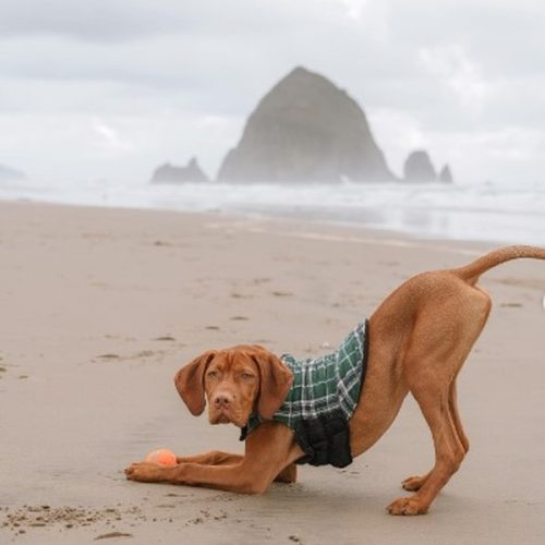 12 Best Dog-Friendly Beaches in the US (2026 Update) – Dogster