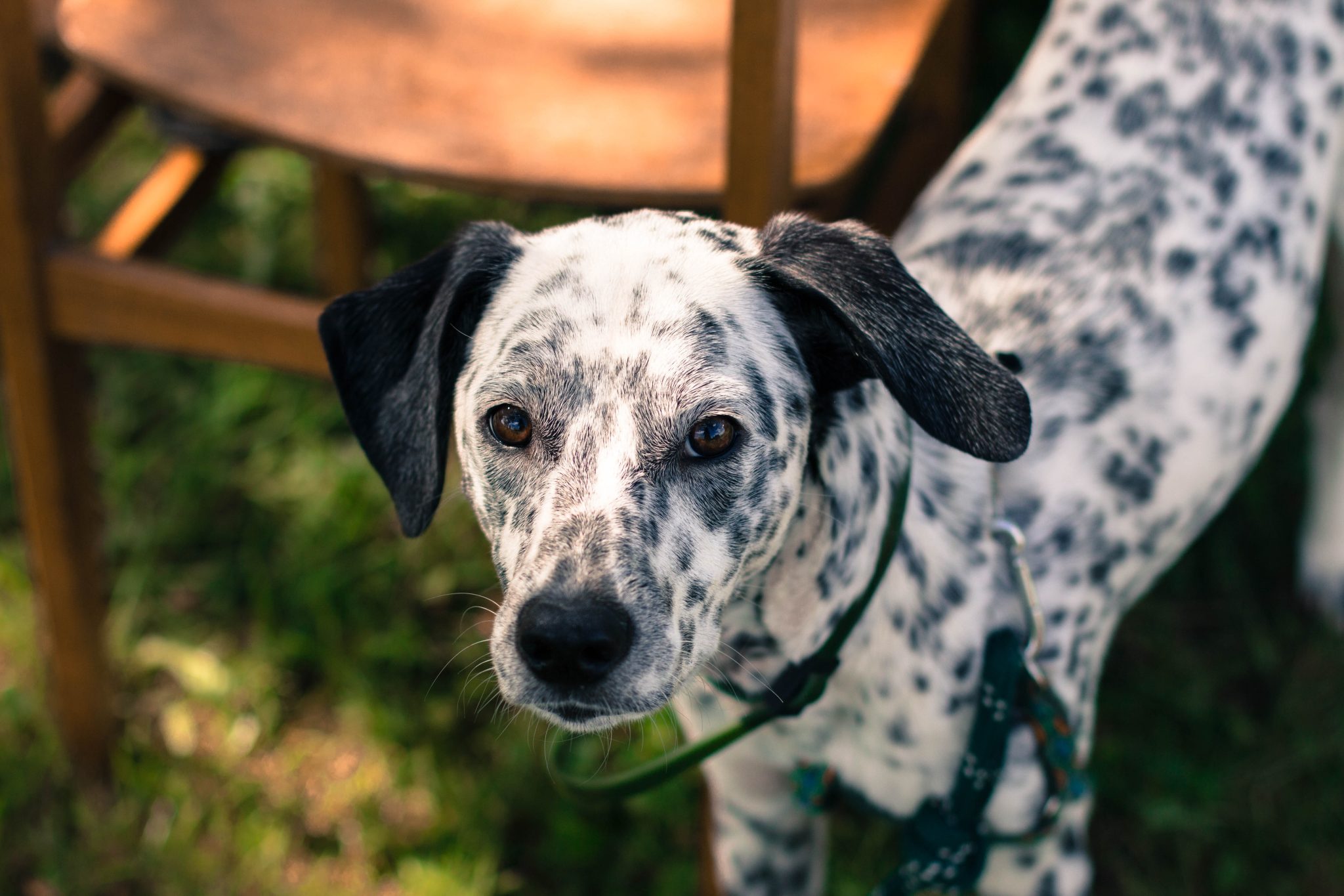 Red Heeler (Red Australian Cattle Dog): Facts, Traits & History – Dogster