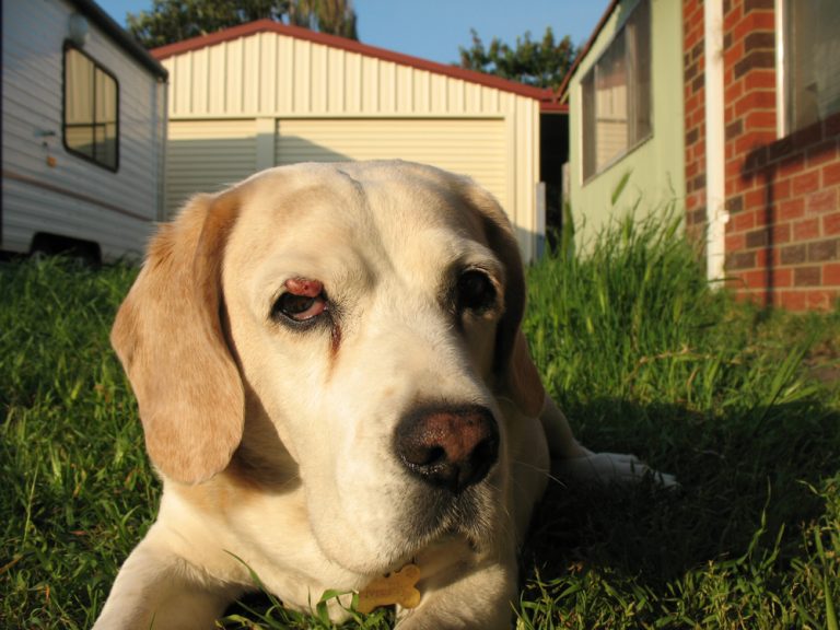 Types of Cysts on Dogs & How to Treat Them (Vet Answer) – Dogster