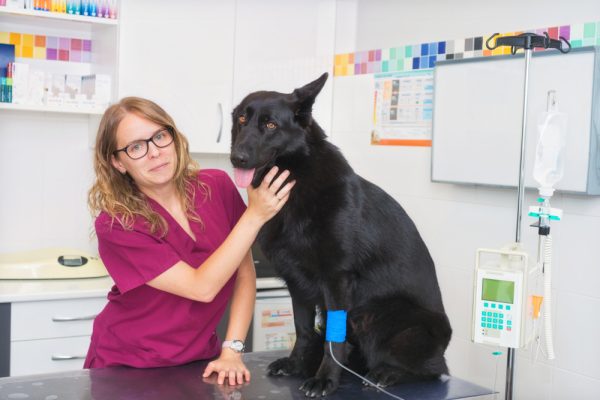 IV Fluids for Dogs: Our Vet Explains Types & Reasons Why They May Be ...