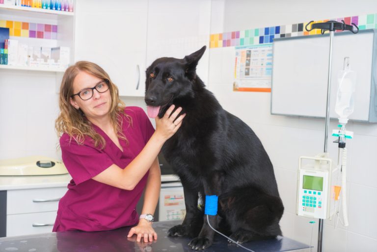 IV Fluids for Dogs: Our Vet Explains Types & Reasons Why They May Be ...
