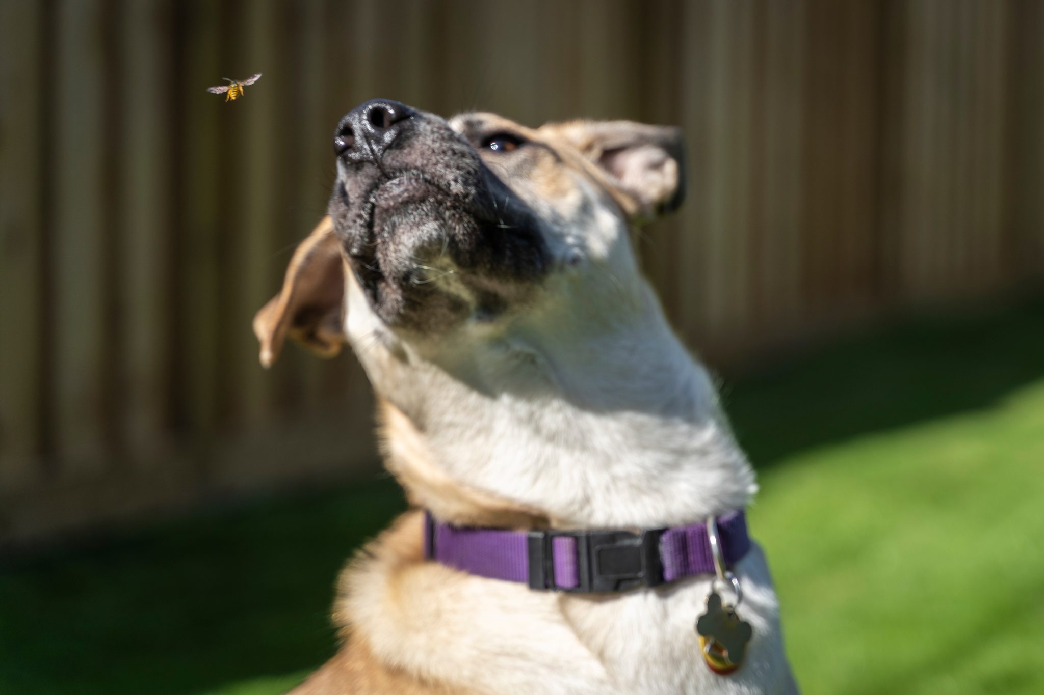 My Dog Ate a Bee & Got Stung: Our Vet Explains What to Do – Dogster