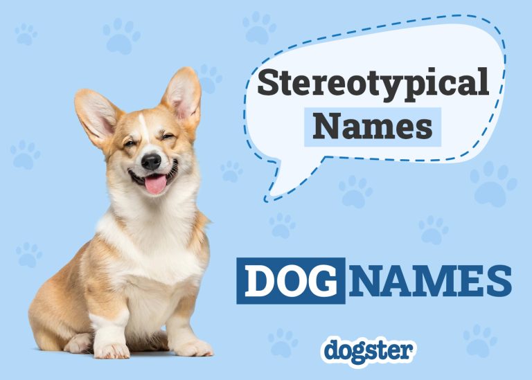230 Stereotypical Dog Names: Most Classic & Common Options – Dogster