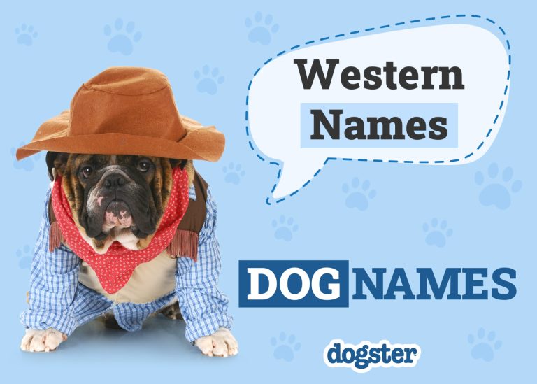 210+ Western Dog Names: Adventurous Country Cowboy Ideas – Dogster