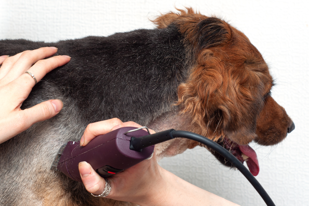 How to Shave a Dog 8 Tips Tricks Dogster
