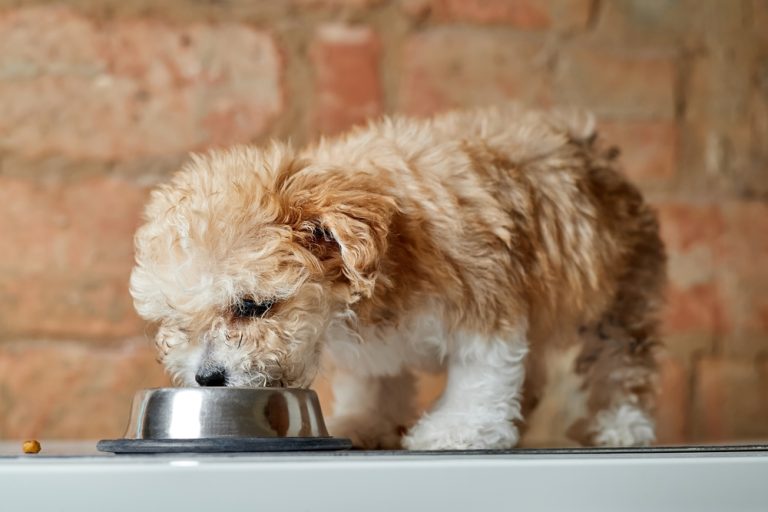 10 Best Dry Puppy Foods in 2026 - Reviews & Top Picks – Dogster