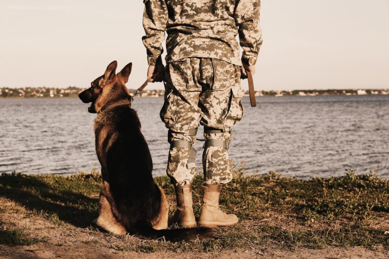 Navy Seal Dogs: Exploring Their Incredible World – Dogster