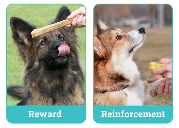 Reward vs Reinforcement in Dog Training: Vet-Verified Pros, Cons ...