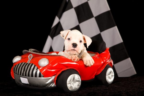 135+ NASCAR Dog Names: Fun Options For Your Racing Pet – Dogster