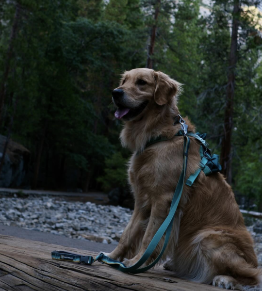 10 Best Dog-Friendly National Parks in 2026 – Dogster