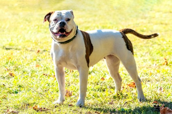 American Bulldog: Breed Info, Pictures, Facts, Traits & Care – Dogster