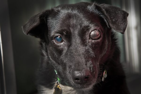 Dilated Pupils in Dogs: 7 Vet-Reviewed Reasons & Prevention Tips – Dogster