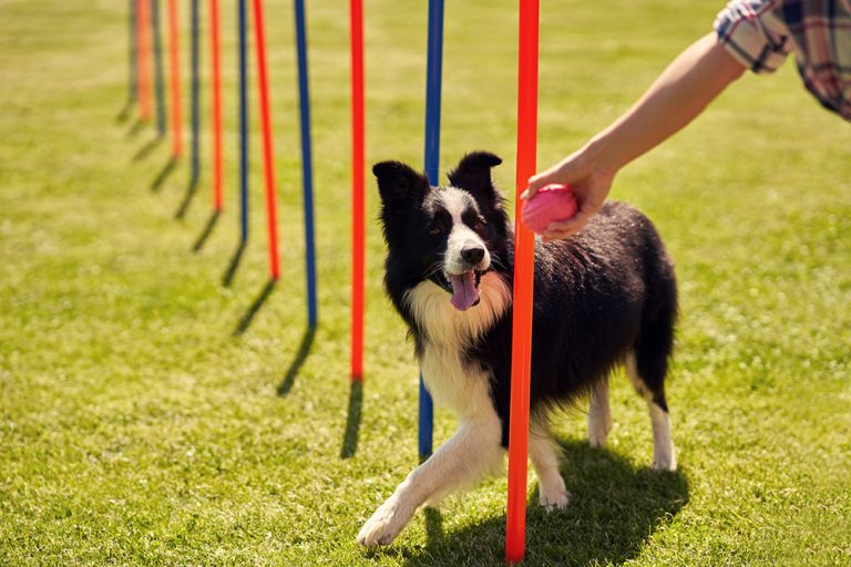 How to Entertain a Herding Dog: 15 Vet-Approved Ideas – Dogster