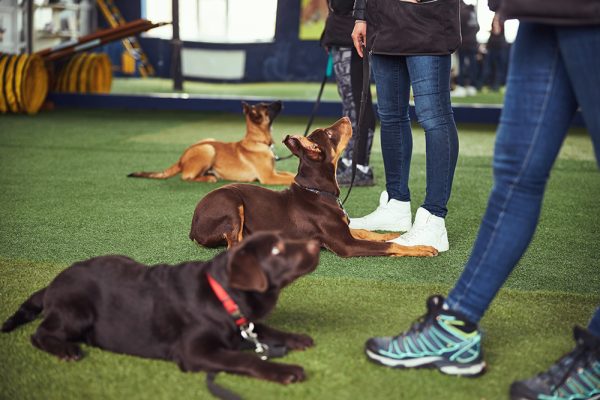 Rainy Day Activities for Dogs: 17 Fun Ideas – Dogster