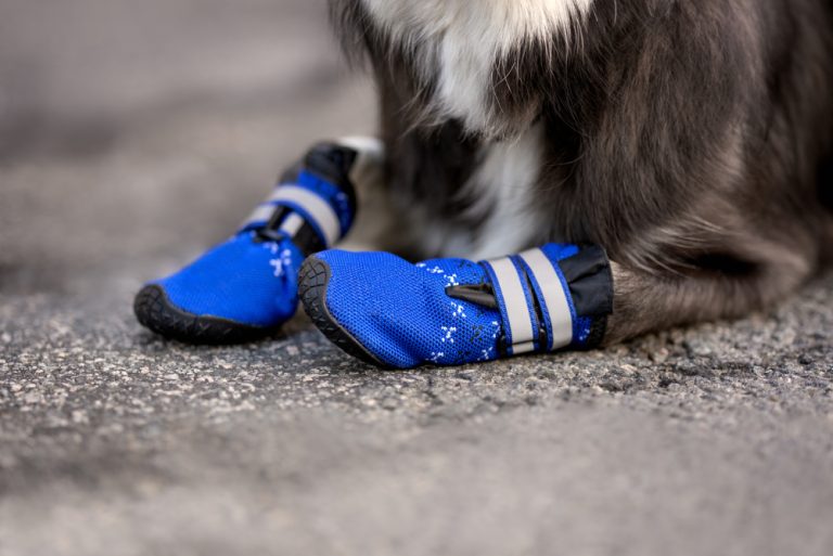 10 DIY Dog Booties You Can Make Today (With Pictures) – Dogster