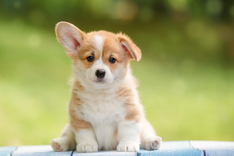 Corgi Training: Tips & Tricks for Puppies & Adult Corgis – Dogster