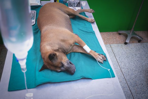 IV Fluids for Dogs: Our Vet Explains Types & Reasons Why They May Be ...