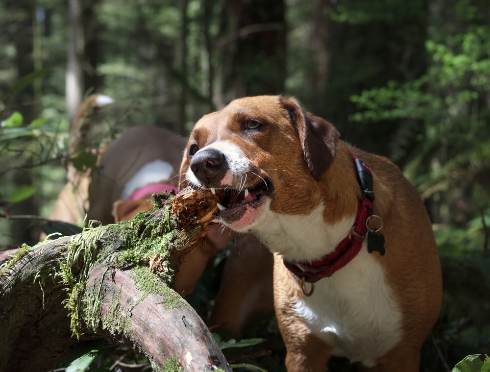 Pica in Dogs: Vet-Verified Signs, Causes, Treatment & Prevention – Dogster