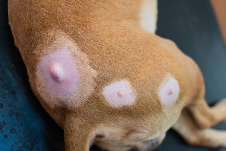 Cysts on Dogs: Our Vet Explains the Signs, Causes & Care – Dogster