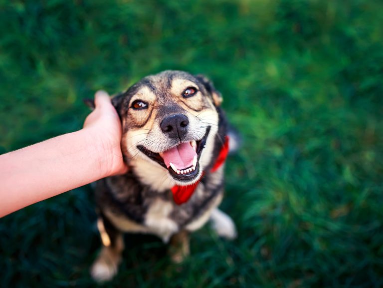 How to Make a Dog Happy: 13 Tips to Make Your Pups Day – Dogster