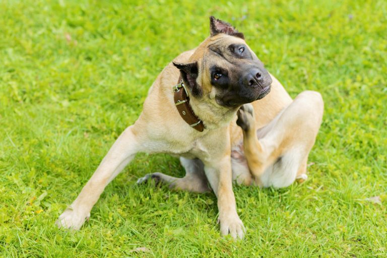8 Vet-Verified Signs of an Allergic Reaction in Dogs to Be Aware Of ...