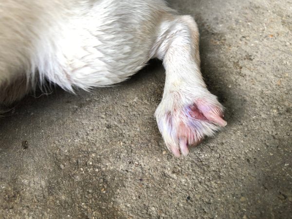 Why Is My Dog Not Using Their Back Leg? Our Vet Explains 10 Reasons ...