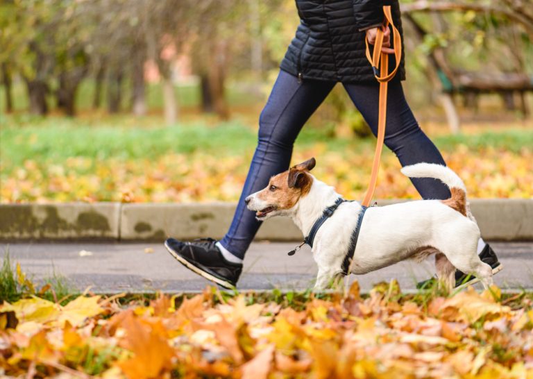 How to Train a Leash-Reactive Dog: 12 Vet-Approved Tips – Dogster