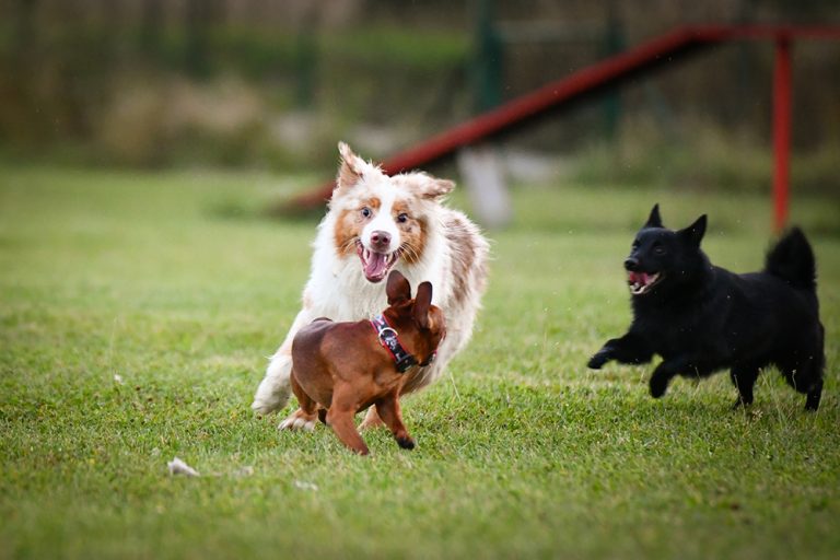 10 Dog Play Styles: What Is Normal, Tips & FAQ – Dogster