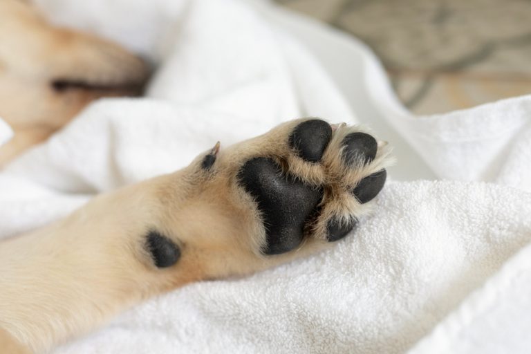 There's a Growth on My Dog’s Paw Pad: Vet Explained Foot Health – Dogster