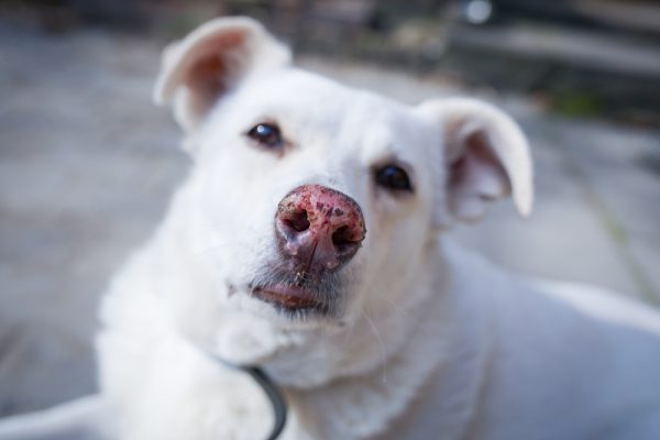 Discoid Lupus Erythematosus (DLE) in Dogs: Our Vet Explains the Causes ...