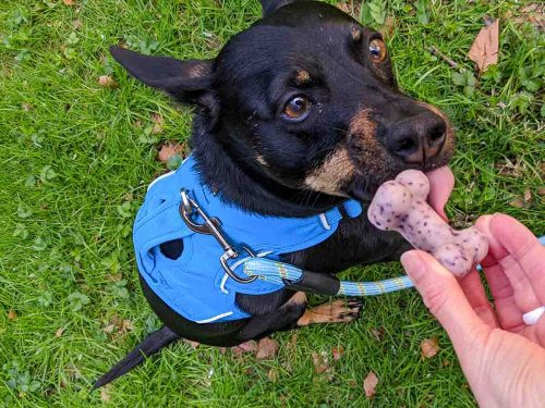 10 Frozen Dog Treat Recipes: Great Summer Options for Your Pup – Dogster