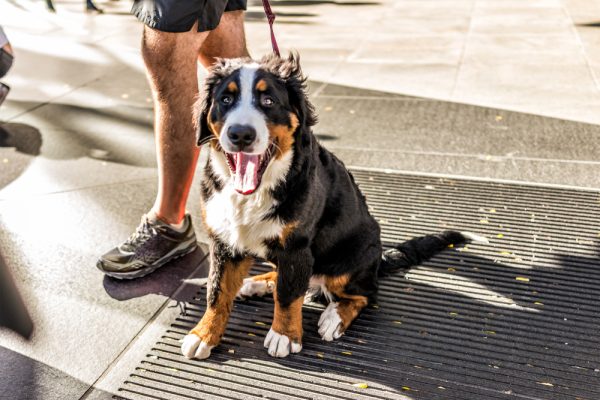 How to Walk a Big Dog: 9 Vet-Approved Tips – Dogster