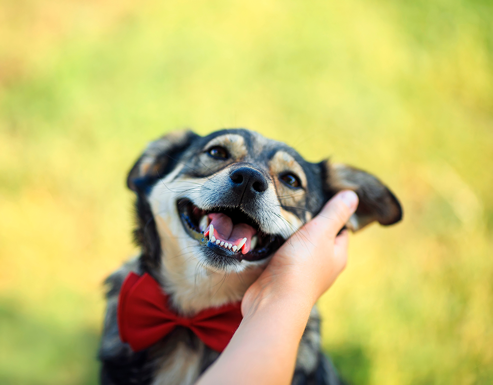 Do Dogs Like Ear Rubs? Vet-Approved Care Tips – Dogster