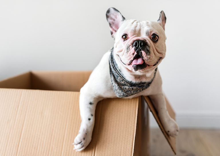 How to Potty Train a French Bulldog: 8 Vet Approved Tips & Tricks – Dogster