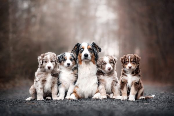 Do Mother Dogs Miss Their Puppies? Our Vet Explains – Dogster