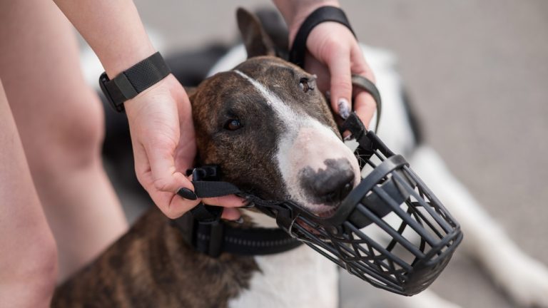 How to Muzzle a Dog: 7 Vet-Approved Safety Tips & Tricks – Dogster
